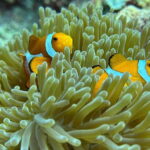 Bantayan Island: Intro Freediving Experience - Who Will Love This Experience?