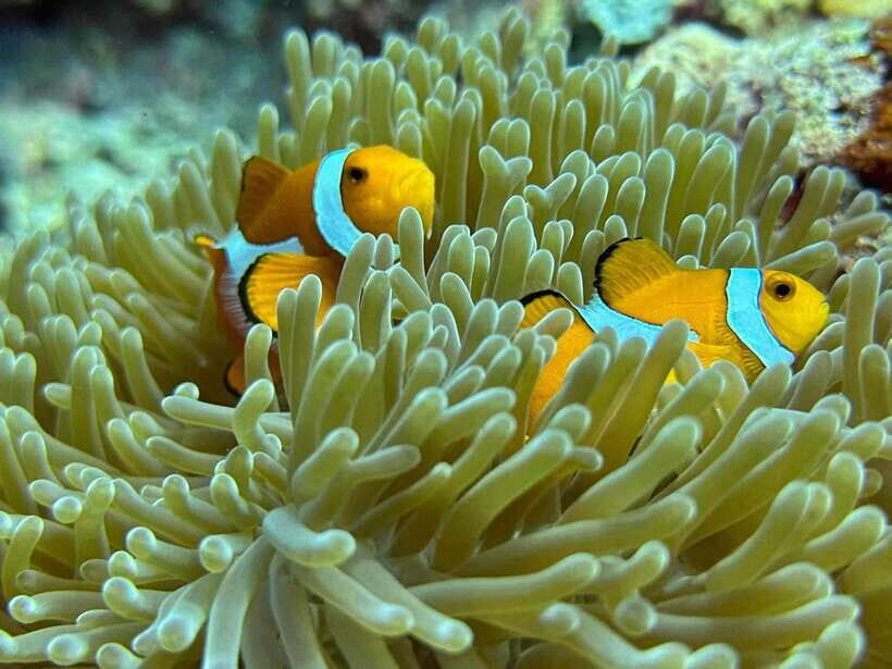 Bantayan Island: Intro Freediving Experience - Who Will Love This Experience?