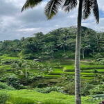 Banyumala Waterfall, Jatiluwih, Ulun Danu and Tanah Lot tours - Who Is This Tour Best For?