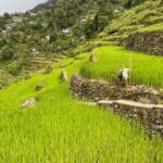 Batad Guided Tour - A Deep Dive into the Batad Guided Tour Experience