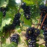 Battambang 1 Day tour from Siem Reap - Final Thoughts