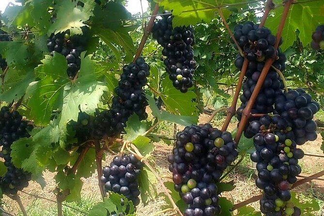 Battambang 1 Day tour from Siem Reap - Final Thoughts