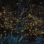 Batu Caves & Firefly Cruise from Kuala Lumpur with Seafood Dinner - Whats Praised Most in Reviews?