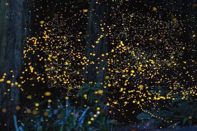 Batu Caves & Firefly Cruise from Kuala Lumpur with Seafood Dinner - Whats Praised Most in Reviews?