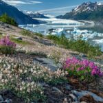 Bear Glacier Helicopter Tour with Landing - Authentic Traveler Feedback