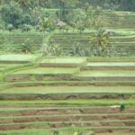 Bedugul Cultural Private Tour - Real Guest Experiences: What Travelers Say