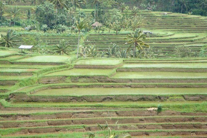 Bedugul Cultural Private Tour - Real Guest Experiences: What Travelers Say