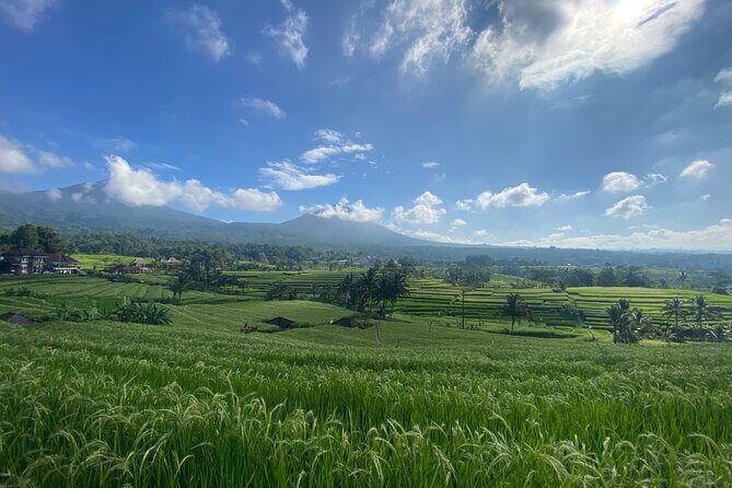 Bedugul, Jatiluwih, Tanah lot - Who Is This Tour Best Suited For?