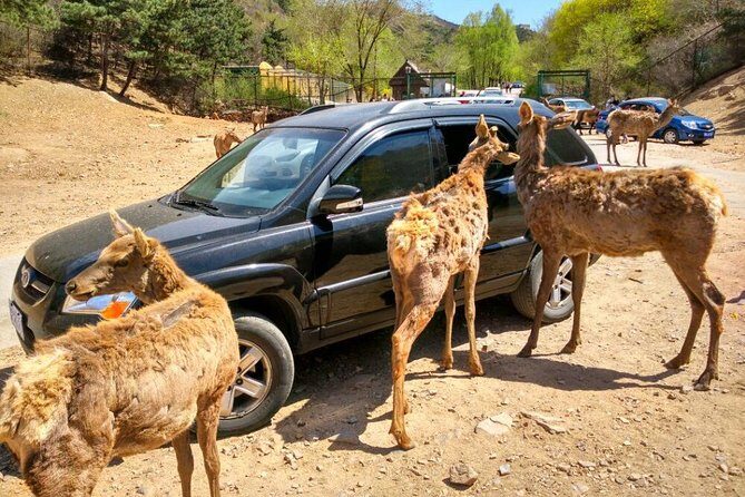Beijing Badaling Wildlife Park & Juyongguan Great Wall Private Tour - The Experience: Deep Dive into the Itinerary