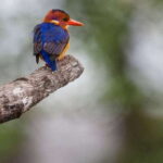 Bentota beach, River Mangroves lagoon, Wildlife Tour - Detailed Breakdown of the Itinerary