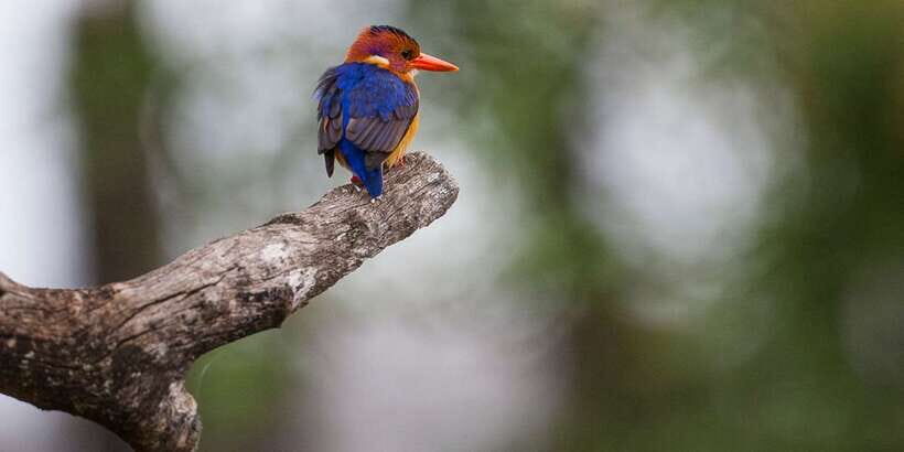 Bentota beach, River Mangroves lagoon, Wildlife Tour - Detailed Breakdown of the Itinerary