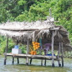 Bentota City Tour and Galle from Balapitiya - Second Stop: Madu River Safari