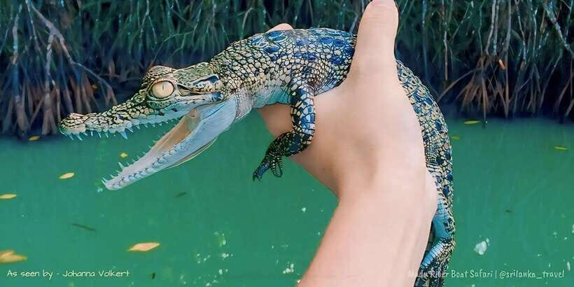 Bentota River Safari -Ahungalla/Bentota/Aluthgama/Kosgoda - Who Will Love This Tour?