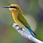 Bentota: River Safari with Hotel Pickup and Drop-Off - Why This Tour Works Well