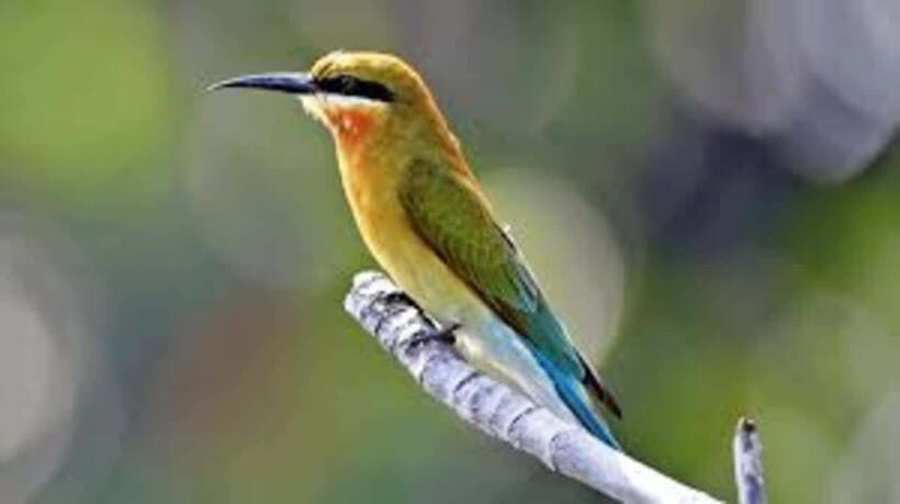 Bentota: River Safari with Hotel Pickup and Drop-Off - Why This Tour Works Well