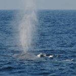 Bespoke Whale Watching Cruise to witness finned giants  Mirissa - Detailed Breakdown of the Experience