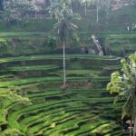 Best Bali Day Tour - Transport and Comfort