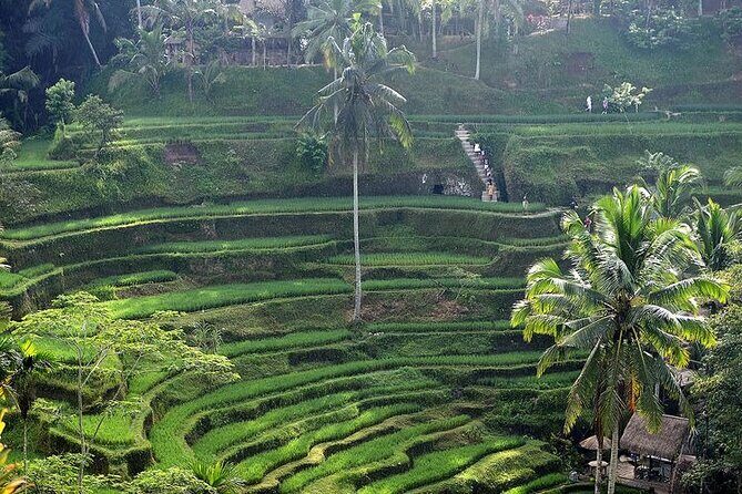 Best Bali Day Tour - Transport and Comfort