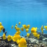Best Coral Reef Snorkel Tour in Kona - Protected Marine Sanctuary - The Intimate Boat Ride and Marine Sanctuary