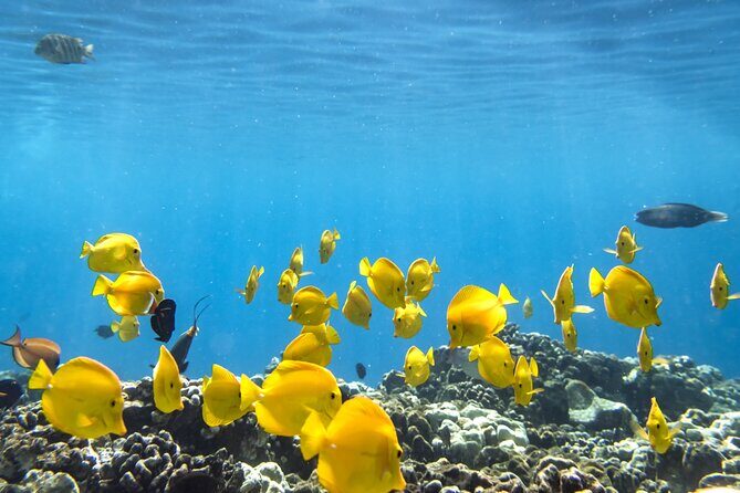 Best Coral Reef Snorkel Tour in Kona - Protected Marine Sanctuary - The Intimate Boat Ride and Marine Sanctuary