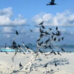 Best Excursion in Maldives - Detailed Breakdown of the Experience