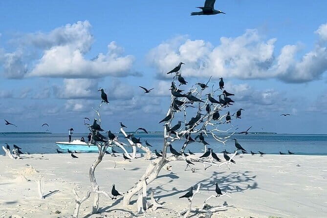 Best Excursion in Maldives - Detailed Breakdown of the Experience