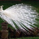 Best of Bali in 3 Days - Private Tour Package - Key Points