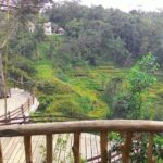 Best of Bali : Ubud, Rice terrace, Tanah lot temple with Lunch - What You Can Expect from the Tour