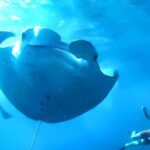 Best of Nusa Penida Snorkeling: Manta Bay, Wall Point & Gamat Bay - What to Expect and Practical Tips