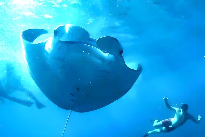 Best of Nusa Penida Snorkeling: Manta Bay, Wall Point & Gamat Bay - What to Expect and Practical Tips