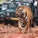 Best of Rajasthan with Ranthambore - Who This Tour Is Best For