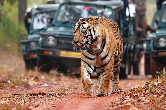Best of Rajasthan with Ranthambore - Who This Tour Is Best For