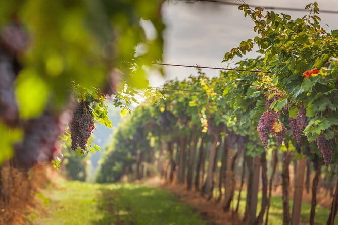 Best of Tuscany Private Tour: Siena, San Gimignano, Monteriggioni - The Itinerary: An In-Depth Look