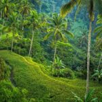Best of Ubud: Nature, Culture and Temples Tour - Final Words