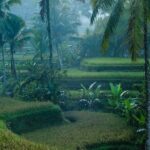 Best of Ubud: Private All-Inclusive Tour with Jungle Swing - FAQ