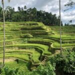 Best of Ubud Village Private Tour with Jungle Swing All Inclusive - Who Will Love This Tour?