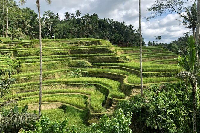 Best of Ubud Village Private Tour with Jungle Swing All Inclusive - Who Will Love This Tour?