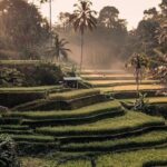Best of Ubud Waterfalls, Tegalalang Rice Terrace and Swing Tour - Transportation and Logistics: What Travelers Need to Know