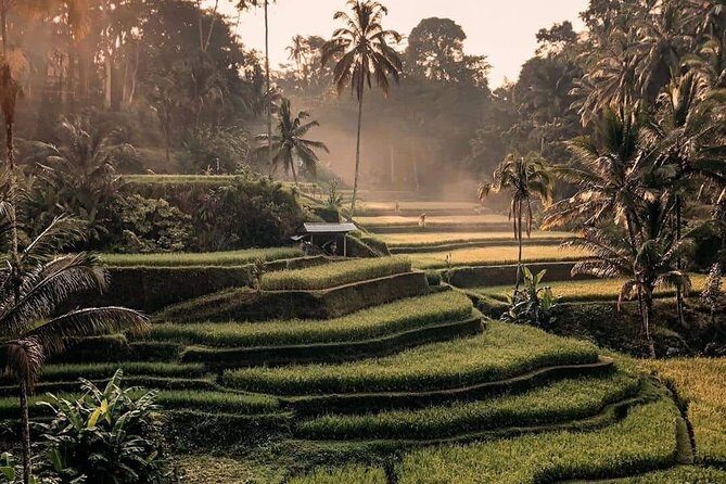 Best of Ubud Waterfalls, Tegalalang Rice Terrace and Swing Tour - Transportation and Logistics: What Travelers Need to Know