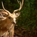 Best Wilderness Experience through Jim Corbett Experience - An In-Depth Look at the Jim Corbett Wilderness Tour