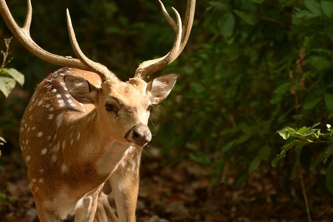 Best Wilderness Experience through Jim Corbett Experience - An In-Depth Look at the Jim Corbett Wilderness Tour