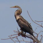 Beyond The Oudong Temple and Birdwatching in Phnom Penh - First Stop: Countryside and Water Birds