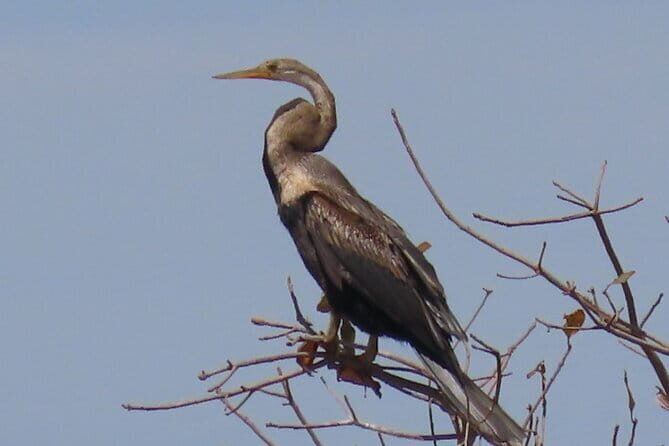 Beyond The Oudong Temple and Birdwatching in Phnom Penh - First Stop: Countryside and Water Birds