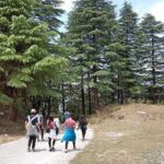 Bhadraj Forest Trek - Detailed Breakdown of the Itinerary