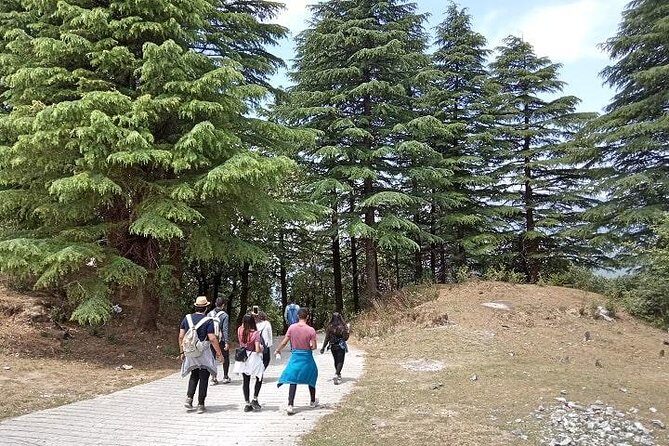 Bhadraj Forest Trek - Detailed Breakdown of the Itinerary