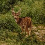 Bharatpur Bird watching & Wildlife from Delhi - What You’ll Love About This Tour