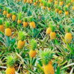 Biking Tour in The Pineapple Villages - A Detailed Look at the Experience