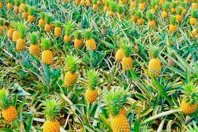 Biking Tour in The Pineapple Villages - A Detailed Look at the Experience