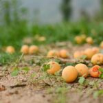 Binsar Sanctuary Walking Holiday - What Travelers Love About This Tour