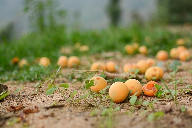 Binsar Sanctuary Walking Holiday - What Travelers Love About This Tour